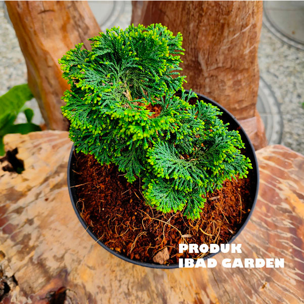 jual bahan bonsai cemara golden mini obtusa langsung dari petani