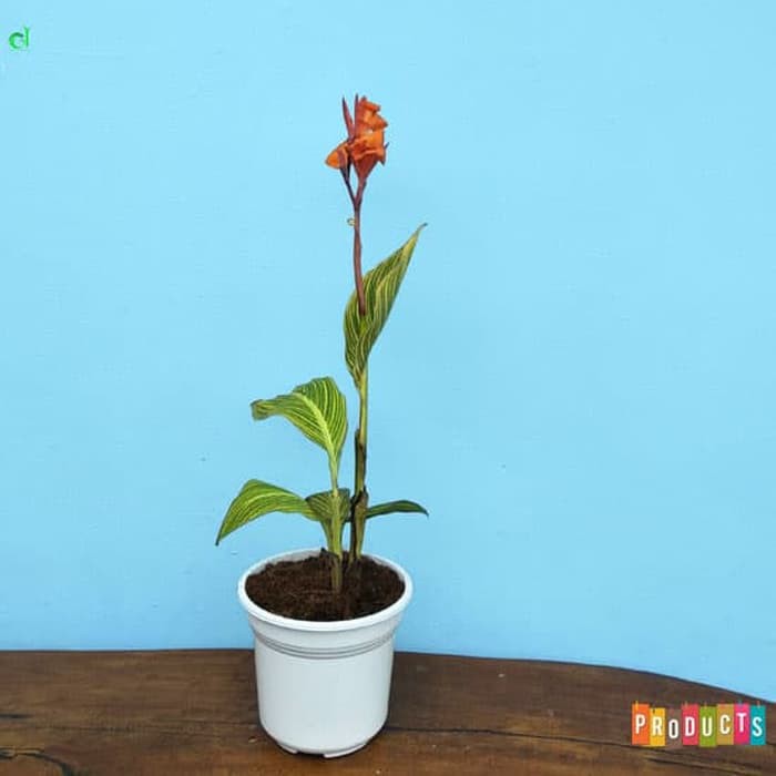 Jual bunga Kana daun kuning siap tanam langsung dari petani