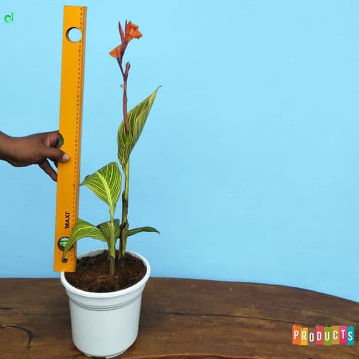 Jual bunga Kana daun kuning siap tanam langsung dari petani