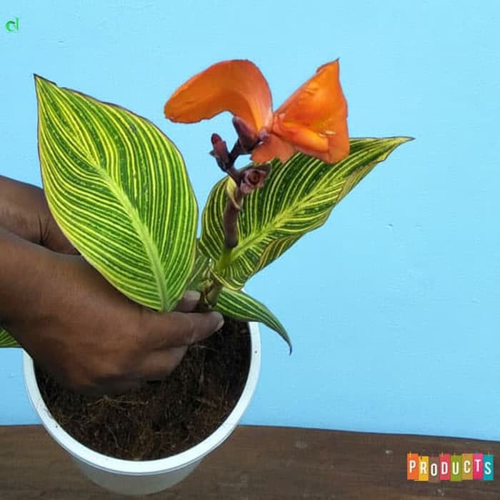 Jual bunga Kana daun kuning siap tanam langsung dari petani