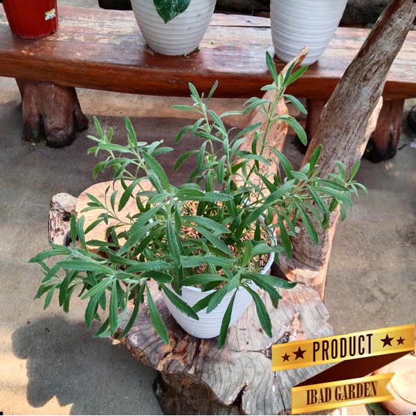 Jual Bunga lavender asli wangi siap tanam langsung dari petani