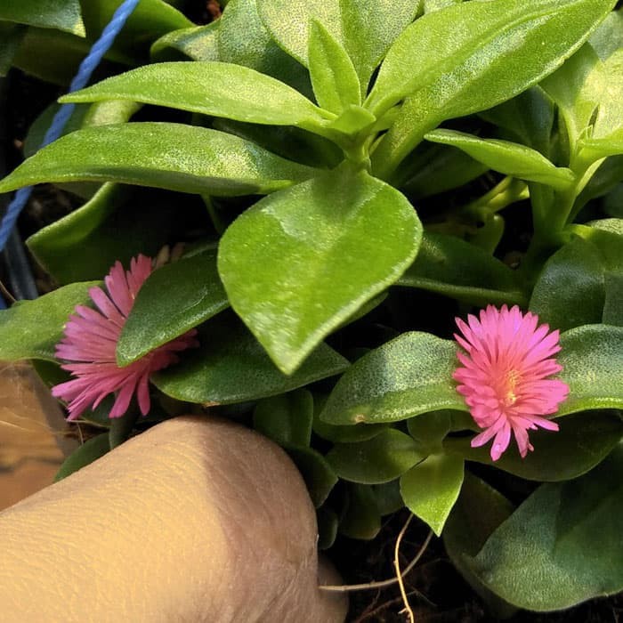 Jual bunga baby sun rose red siap tanam langsung dari petani