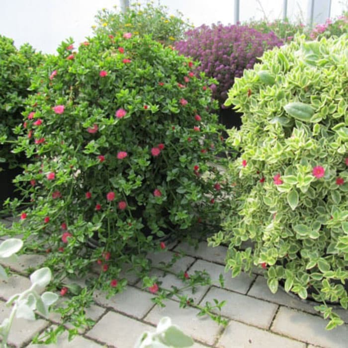 Jual bunga baby sun rose red siap tanam langsung dari petani