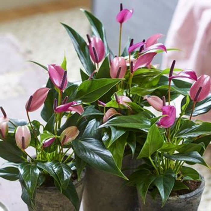 jual Tanaman hias Anthurium ungu mini langsung dari petani