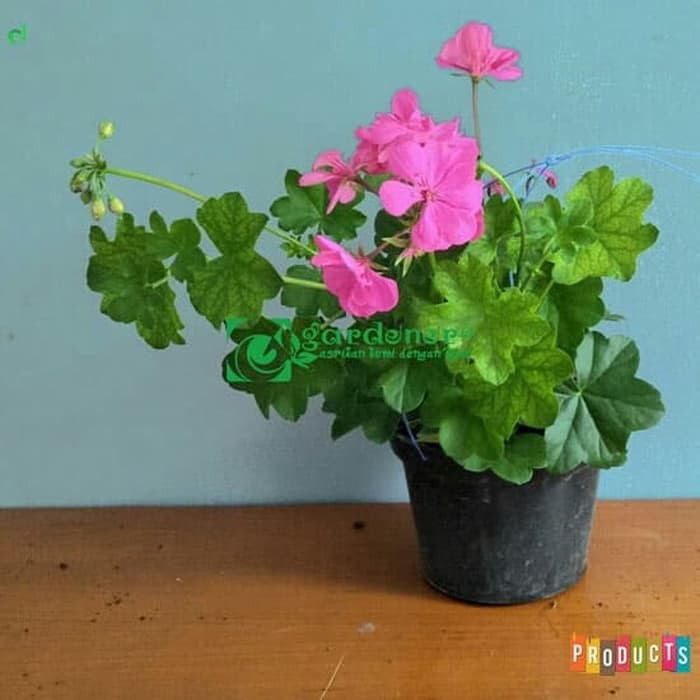 Jual tanaman Geranium bunga ungu langsung dari petani