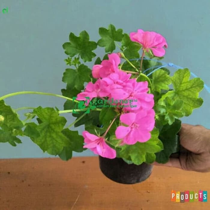 Jual tanaman Geranium bunga ungu langsung dari petani