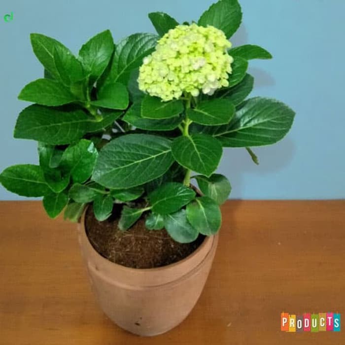 Jual tanaman Hortensia bokor bunga biru langsung dari petani