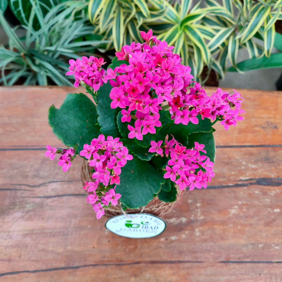 Kokedama cocor bebek ungu karya dari desa untuk indonesia