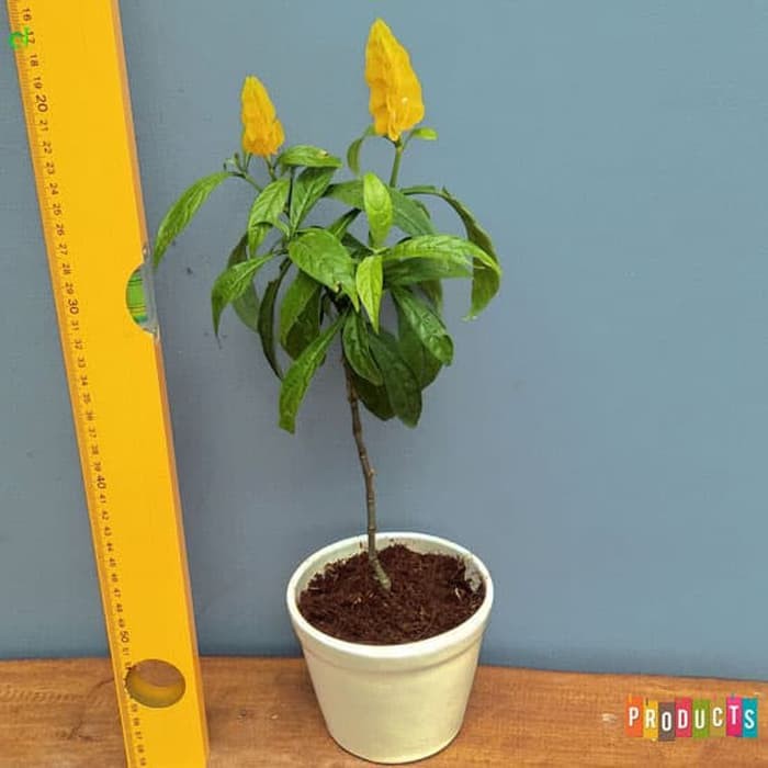 Jual tanaman Lilin lolipop bunga kuning langsung dari petani