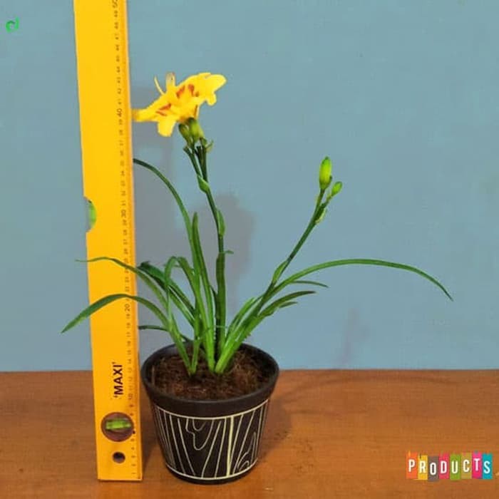 Jual tanaman Daylily black eyed stella langsung dari petani