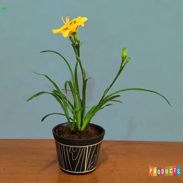 Jual tanaman Daylily black eyed stella langsung dari petani