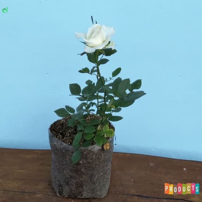 jual Tanaman Mawar bunga Putih langsung dari petani