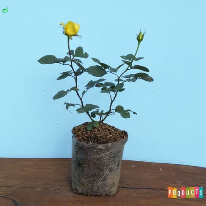 jual Tanaman hias Mawar bunga kuning langsung dari petani
