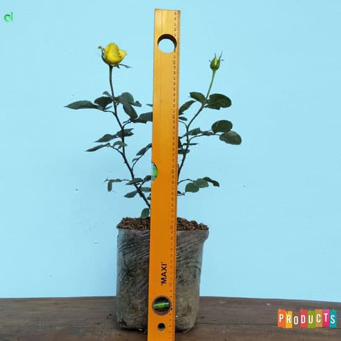 jual Tanaman hias Mawar bunga kuning langsung dari petani