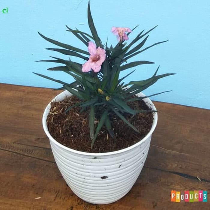jual Tanaman hias Ruelia bunga pink langsung dari petani