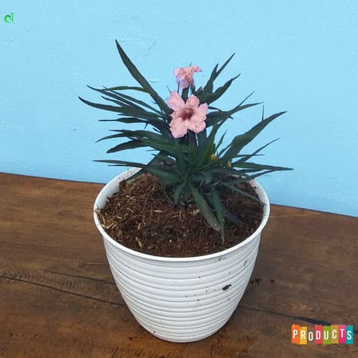 jual Tanaman hias Ruelia bunga pink langsung dari petani