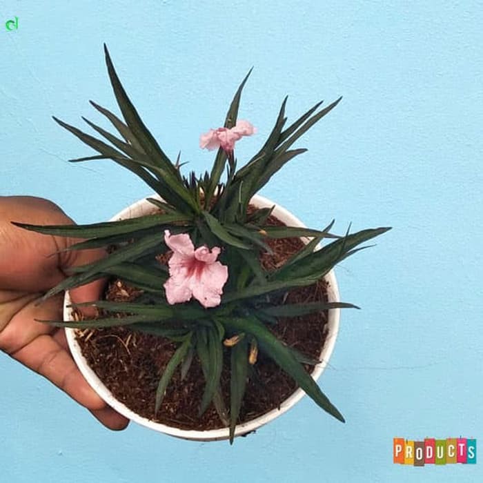 jual Tanaman hias Ruelia bunga pink langsung dari petani