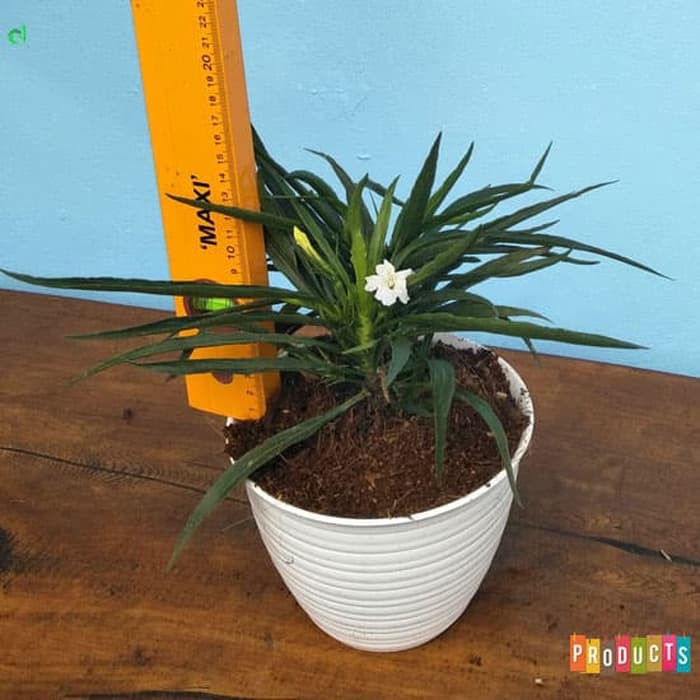 jual Tanaman hias Ruellia bunga putih langsung dari petani