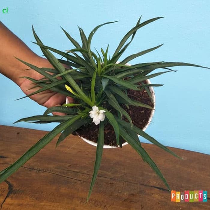 jual Tanaman hias Ruellia bunga putih langsung dari petani