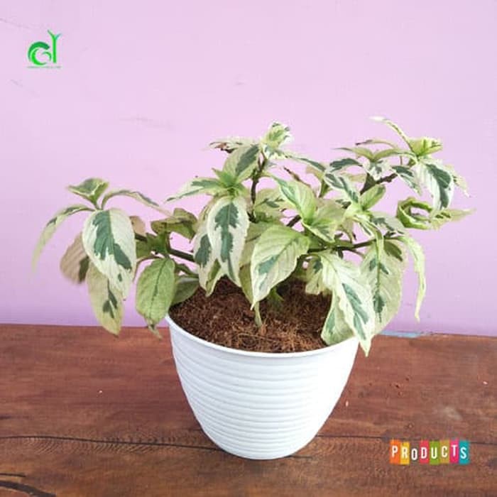 jual Tanaman Ruellia variegata bunga merah langsung dari petani