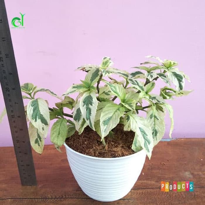 jual Tanaman Ruellia variegata bunga merah langsung dari petani