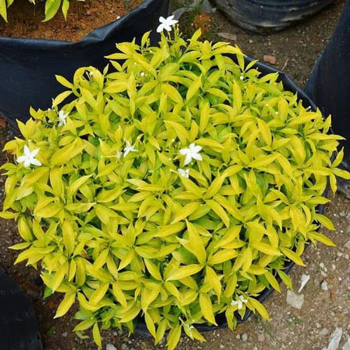 jual Tanaman hias melati Saberna mini golden langsung dari petani