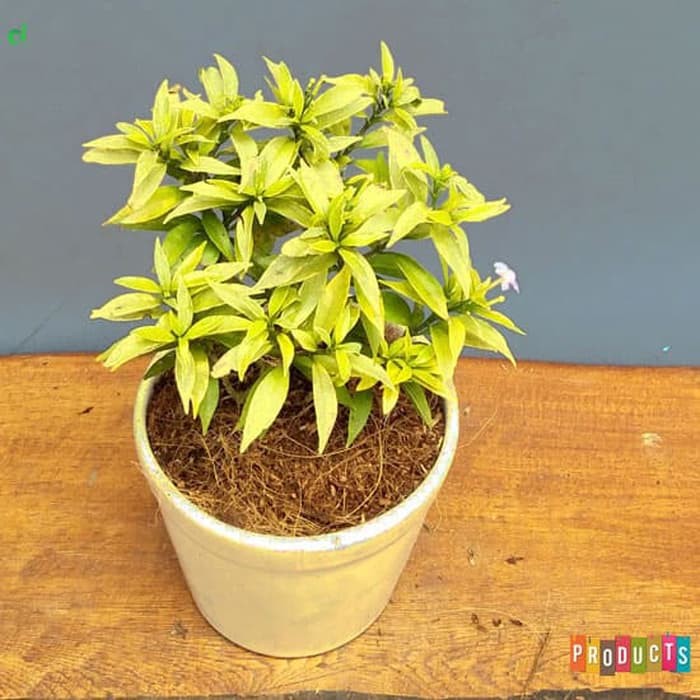 jual Tanaman hias melati Saberna mini golden langsung dari petani