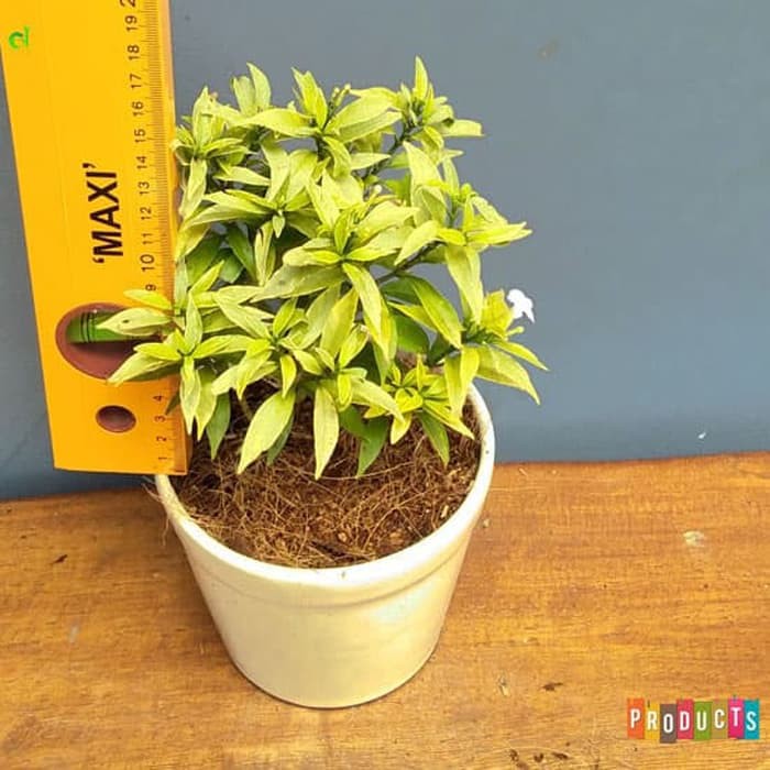 jual Tanaman hias melati Saberna mini golden langsung dari petani