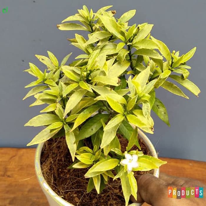 jual Tanaman hias melati Saberna mini golden langsung dari petani