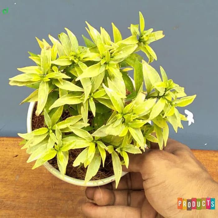 jual Tanaman hias melati Saberna mini golden langsung dari petani