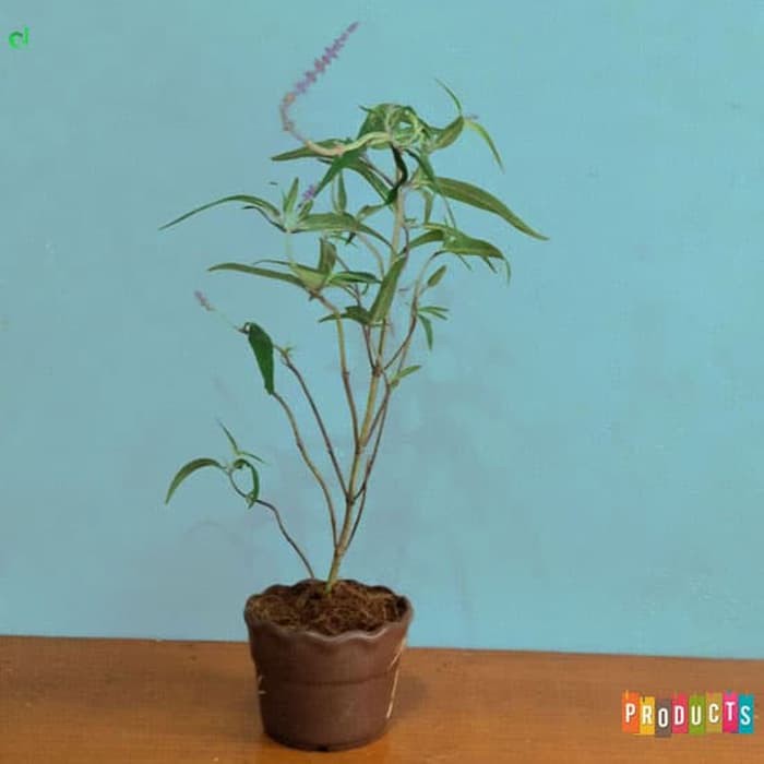 jual Tanaman hias Salvia bunga ungu langsung dari petani