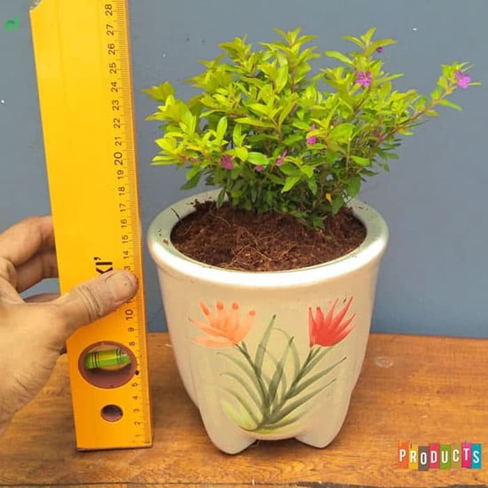 jual Tanaman hias Taiwan bunga ungu golden langsung dari petani