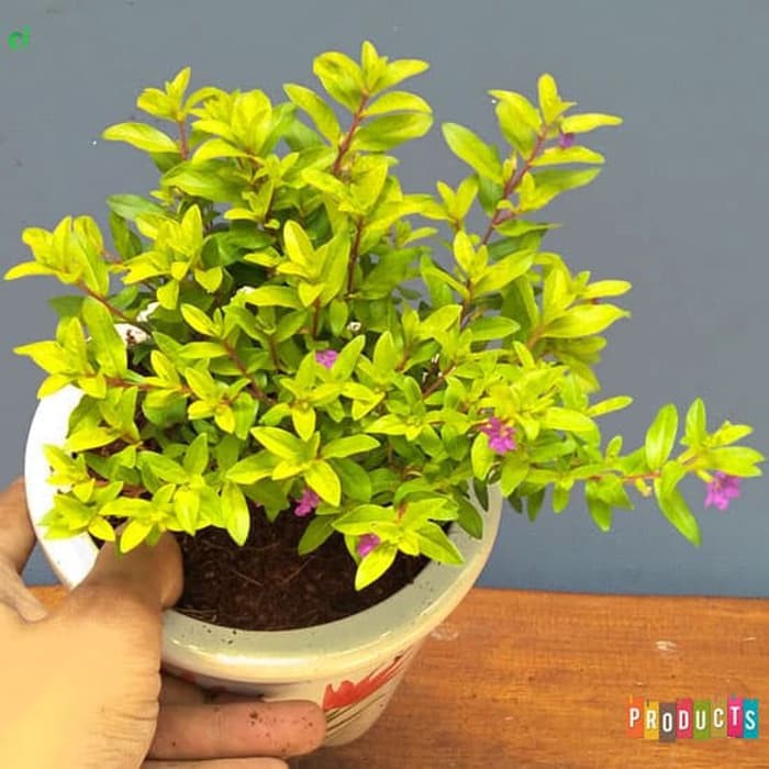 jual Tanaman hias Taiwan bunga ungu golden langsung dari petani