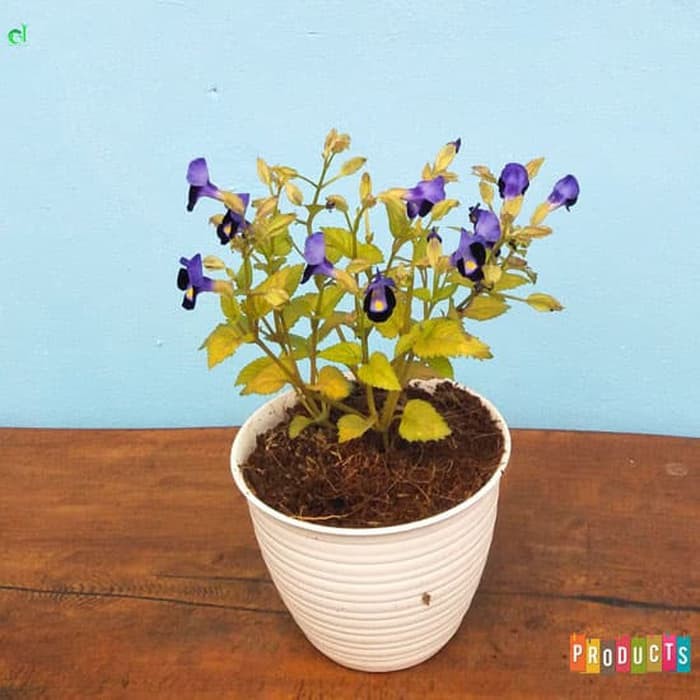 jual Tanaman hias erompet mini bunga biru langsung dari petani