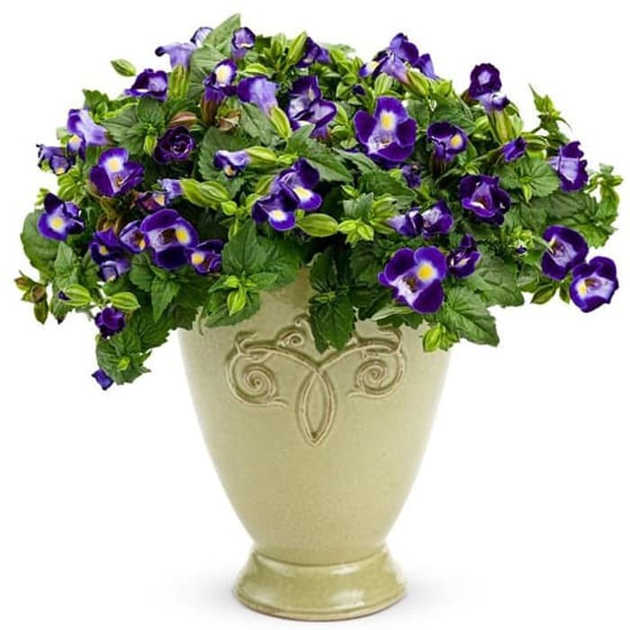 jual Tanaman hias erompet mini bunga biru langsung dari petani