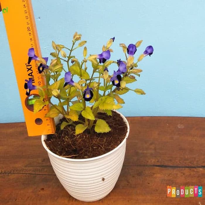 jual Tanaman hias erompet mini bunga biru langsung dari petani