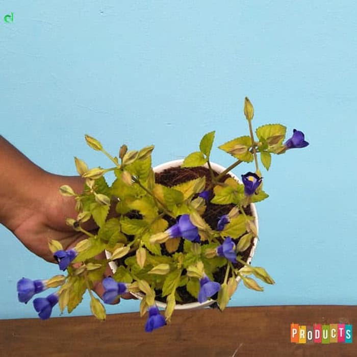 jual Tanaman hias erompet mini bunga biru langsung dari petani