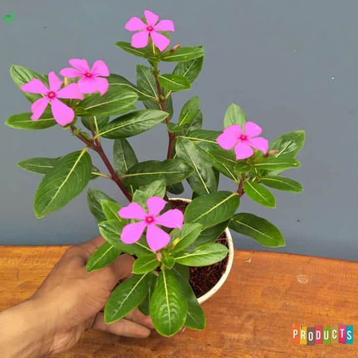 jual Tanaman hias Vinca bunga ungu langsung dari petani