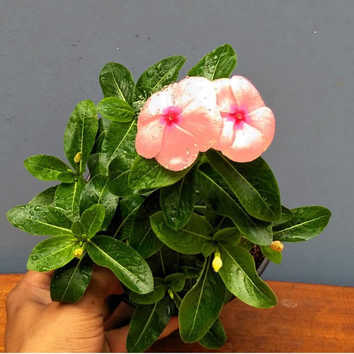jual Tanaman hias bunga Vinca pink langsung dari petani