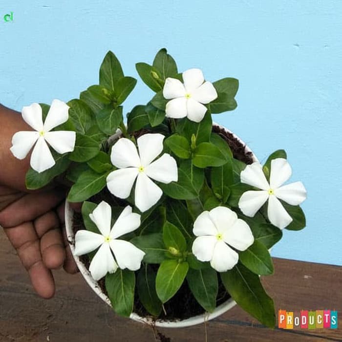 jual Tanaman hias Vinca bunga putih langsung dari petani