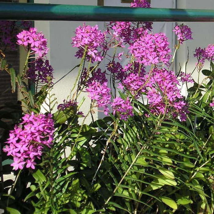 jual Tanaman hias anggrek tanah bunga ungu langsung dari petani