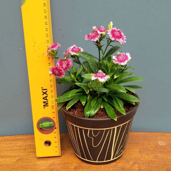 jual Tanaman hias anyelir bunga merah putih langsung dari petani