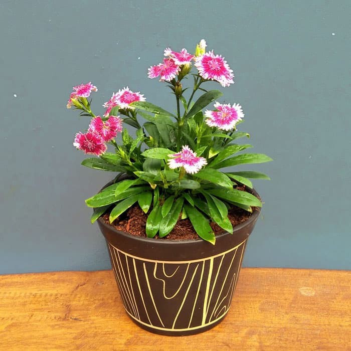 jual Tanaman hias anyelir bunga merah putih langsung dari petani