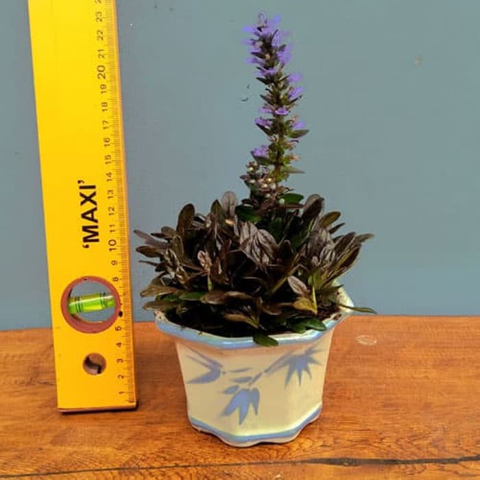 jual rumput hitam Hemigraphis bunga ungu langsung dari petani