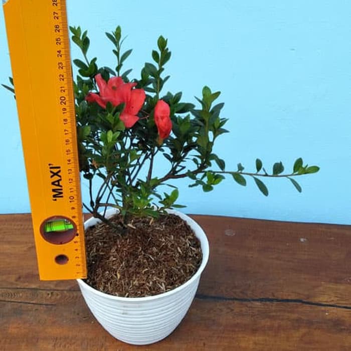 jual Tanaman hias azalea bunga oranye langsung dari petani
