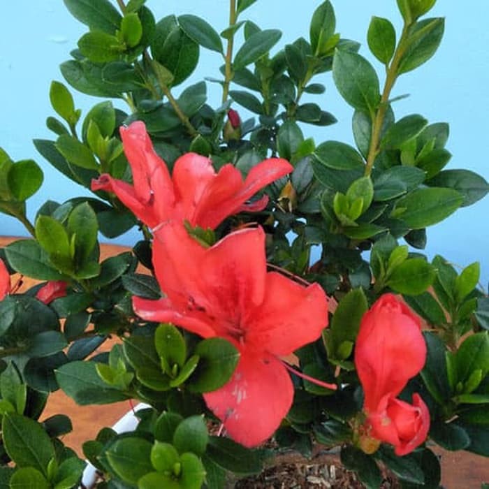 jual Tanaman hias azalea bunga oranye langsung dari petani