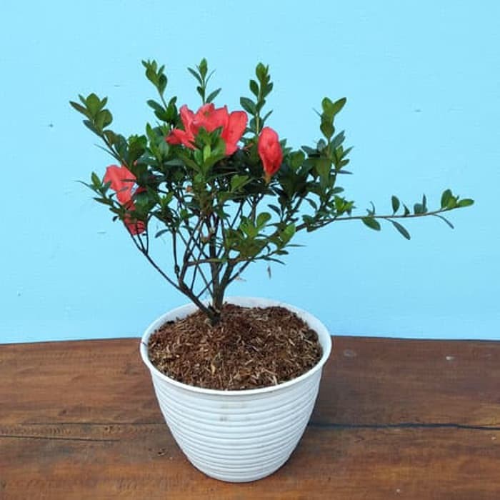 jual Tanaman hias azalea bunga oranye langsung dari petani