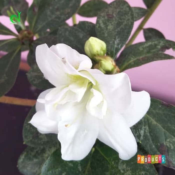 jual Tanaman hias azalea bunga putih langsung dari petani