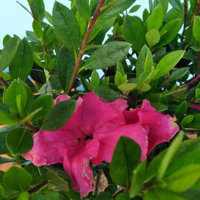 jual Tanaman hias azalea bunga ungu langsung dari petani