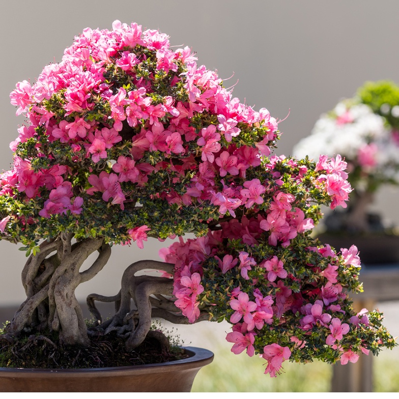 jual Tanaman hias azalea bunga ungu langsung dari petani